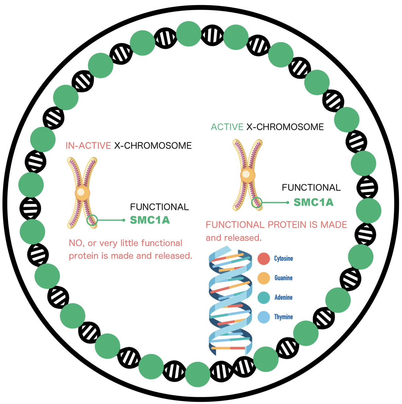 About SMC1A | SMC1A Foundation